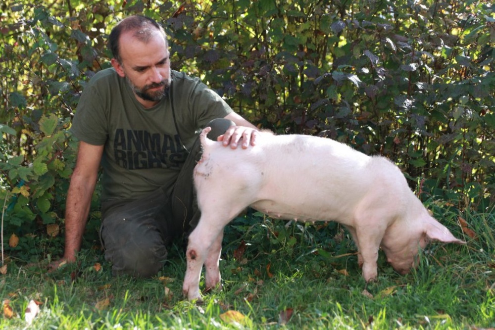 5. Video über Vollspalten-Schwein Anna: Schwanzbeißen Indikator für ...