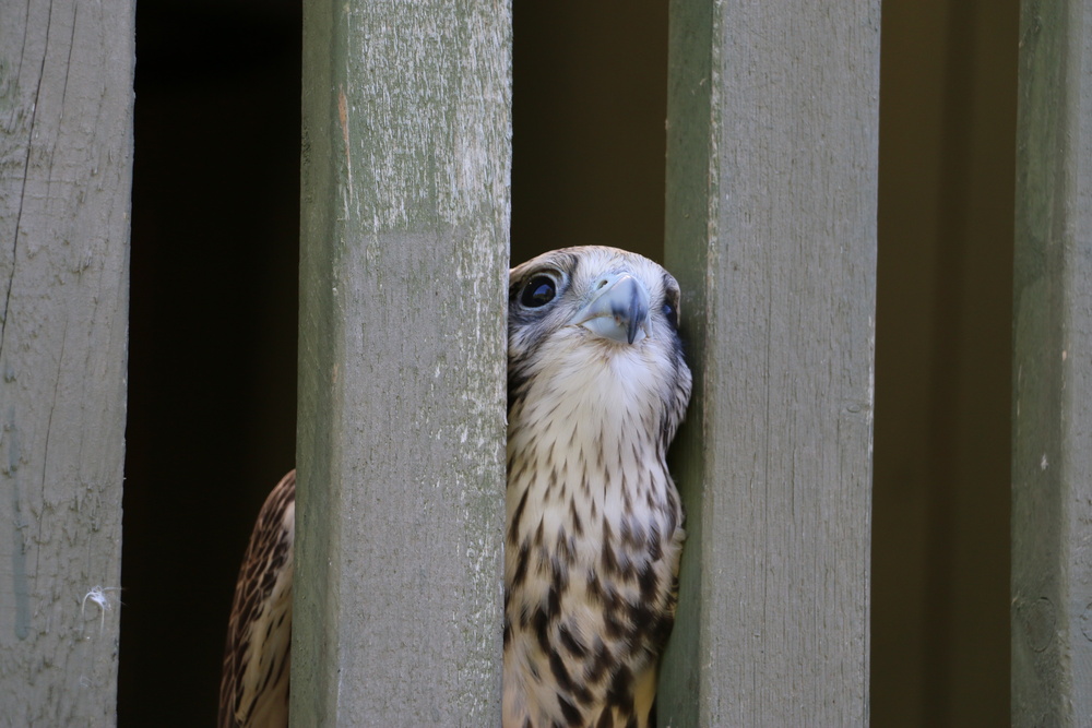 Greifvogelshows - vgt